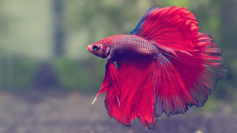 Betta Fish Wallpapers HD - PixelsTalk