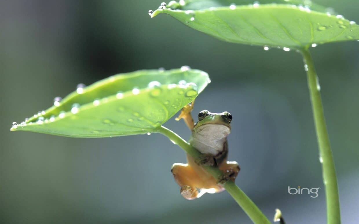 Bing Daily Wallpaper HD - PixelsTalk