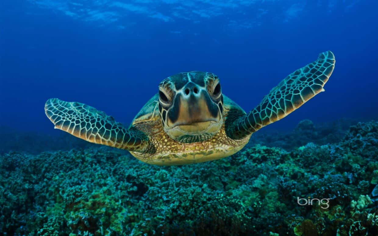 Bing Daily Wallpaper HD - PixelsTalk