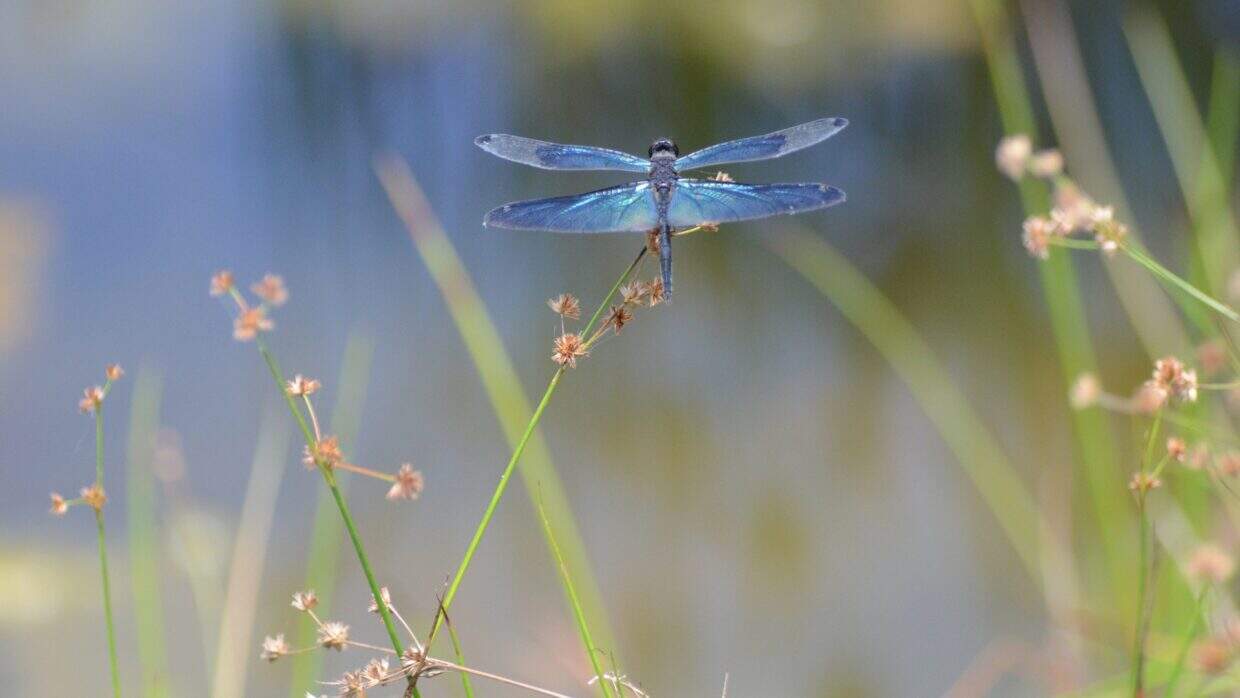 Dragonfly Backgrounds - PixelsTalk