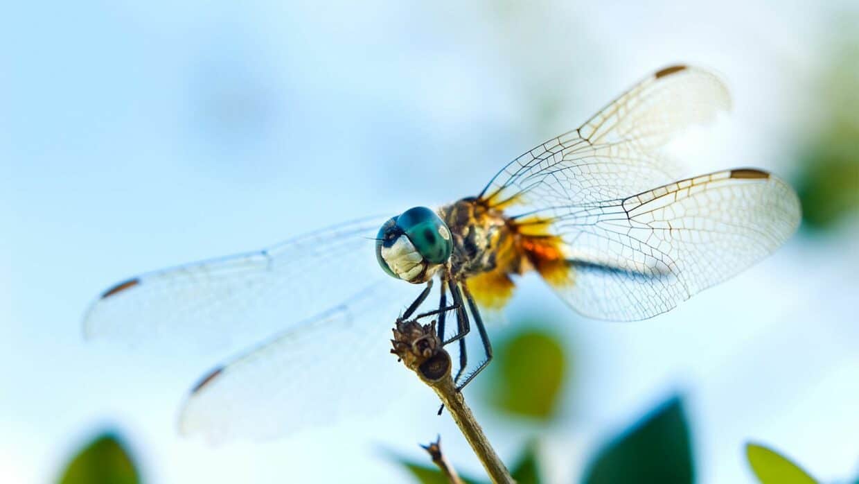 Dragonfly Wallpapers HD - PixelsTalk