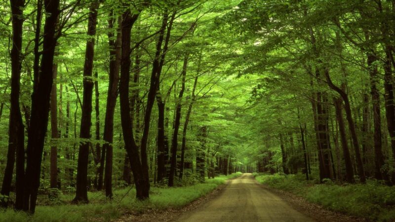 Forest Desktop Backgrounds - PixelsTalk