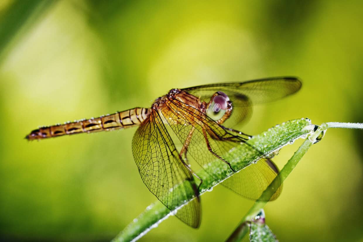 Dragonfly Backgrounds - PixelsTalk