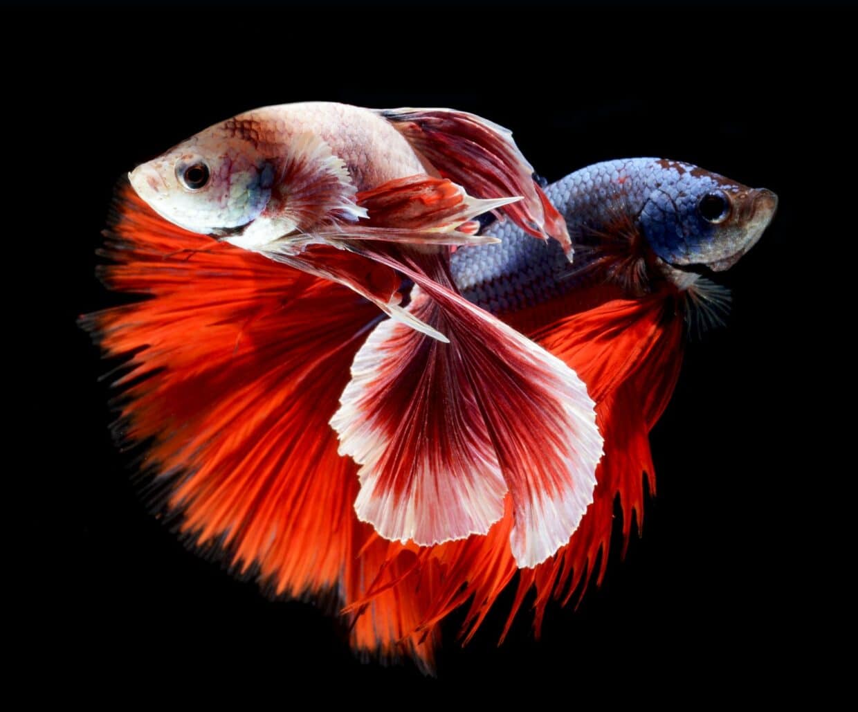 Betta Fish Wallpapers HD - PixelsTalk