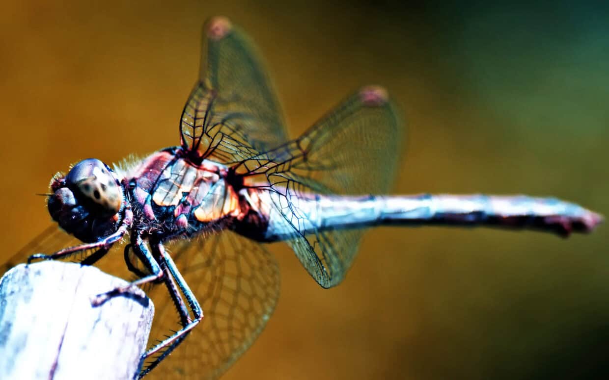 Dragonfly Backgrounds - PixelsTalk