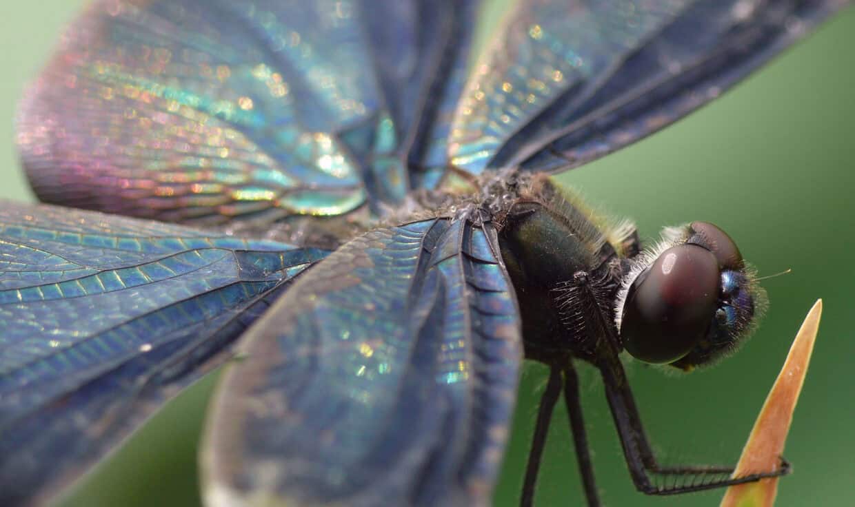 Dragonfly Wallpapers HD - PixelsTalk