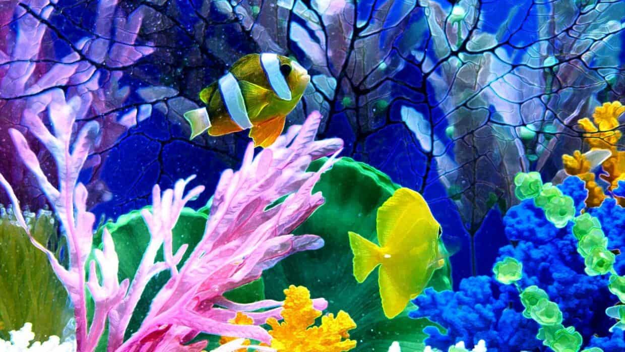 Fish Tank Wallpapers HD - PixelsTalk