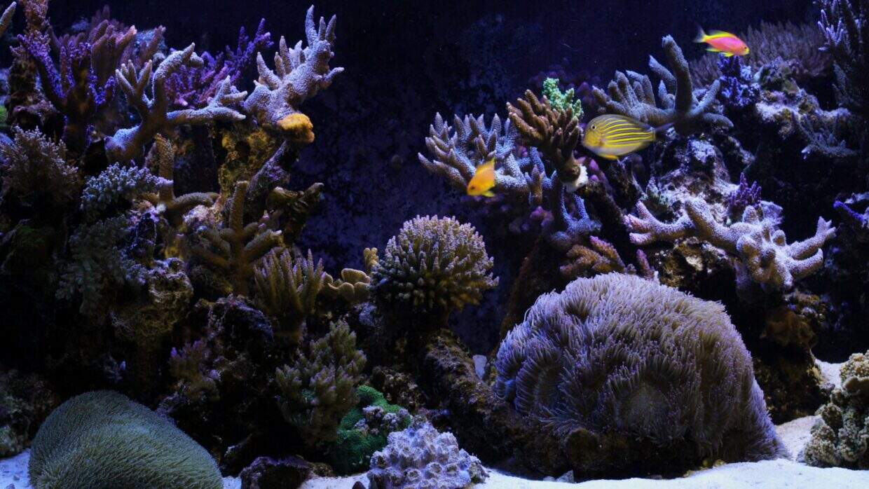 Fish Tank Wallpapers HD - PixelsTalk