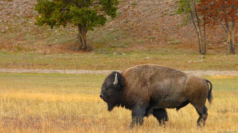 Buffalo Desktop Wallpaper - PixelsTalk