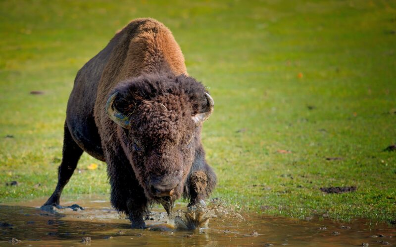 Buffalo Desktop Wallpaper - PixelsTalk