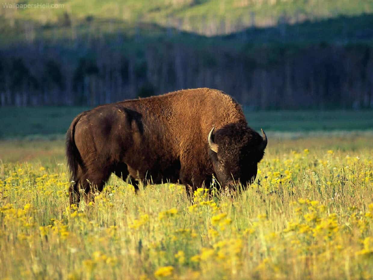 Buffalo Desktop Wallpaper - PixelsTalk
