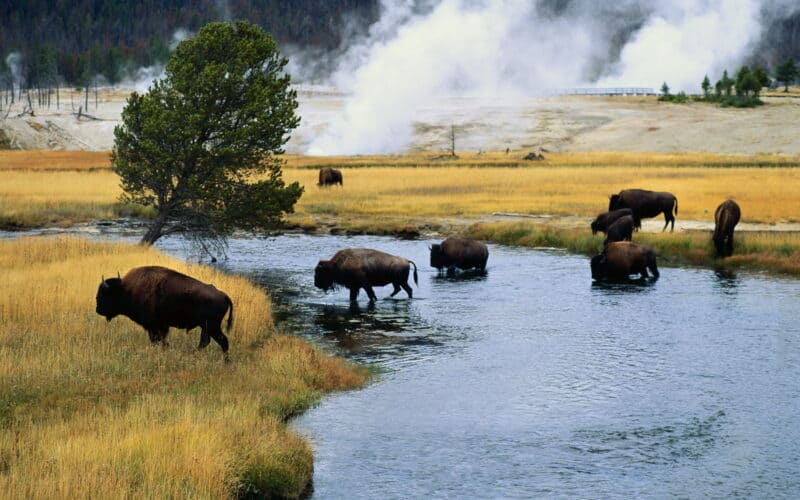 Buffalo Desktop Wallpaper - PixelsTalk