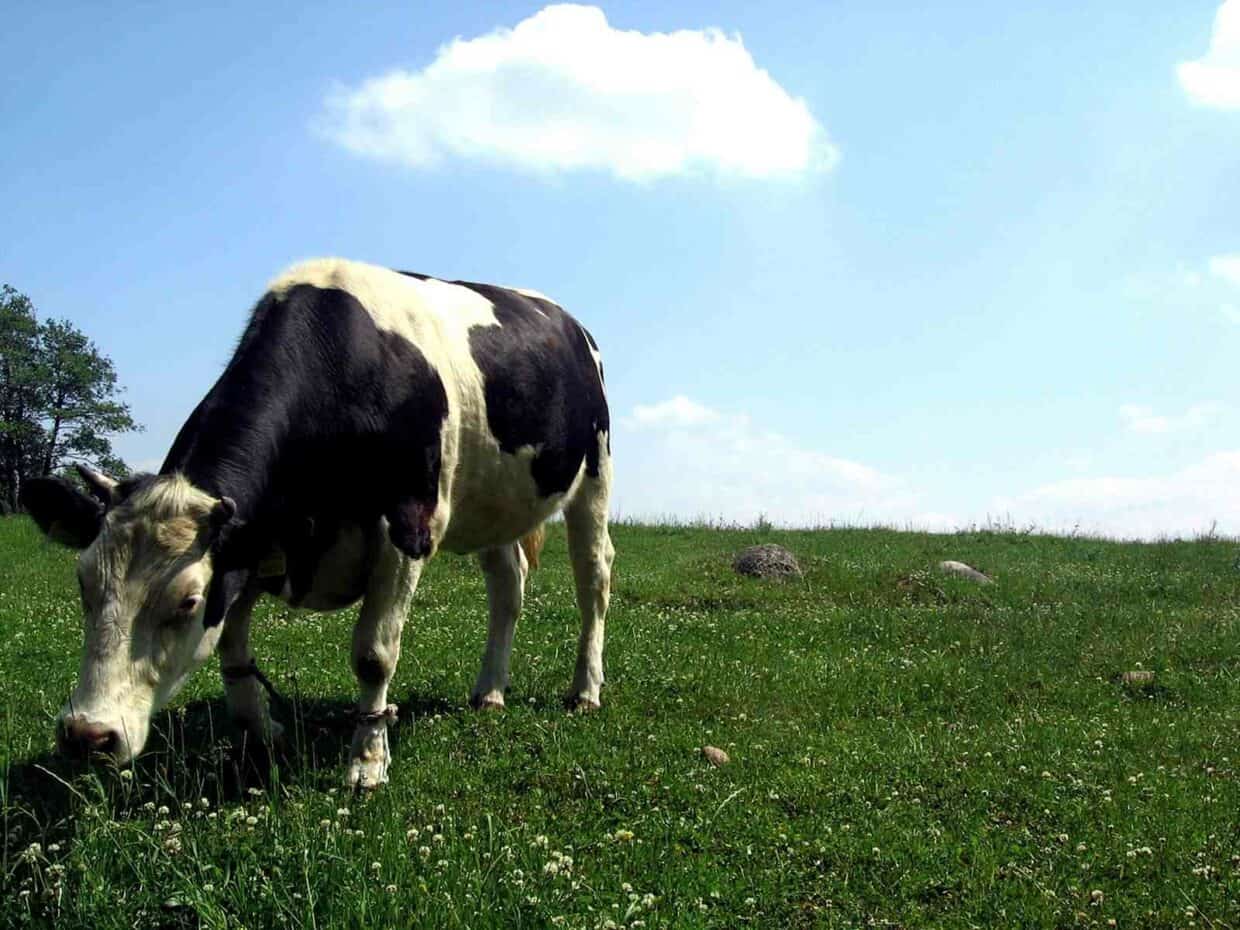 Cow Wallpaper HD - PixelsTalk