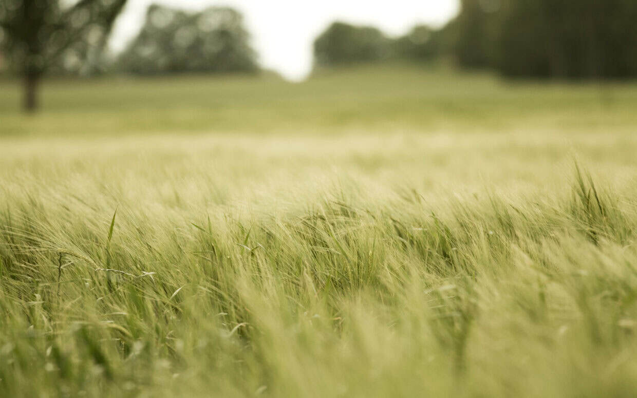 Field Wallpapers HD - PixelsTalk