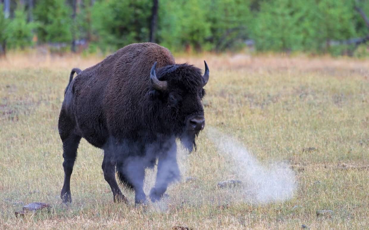 Buffalo Desktop Wallpaper - PixelsTalk