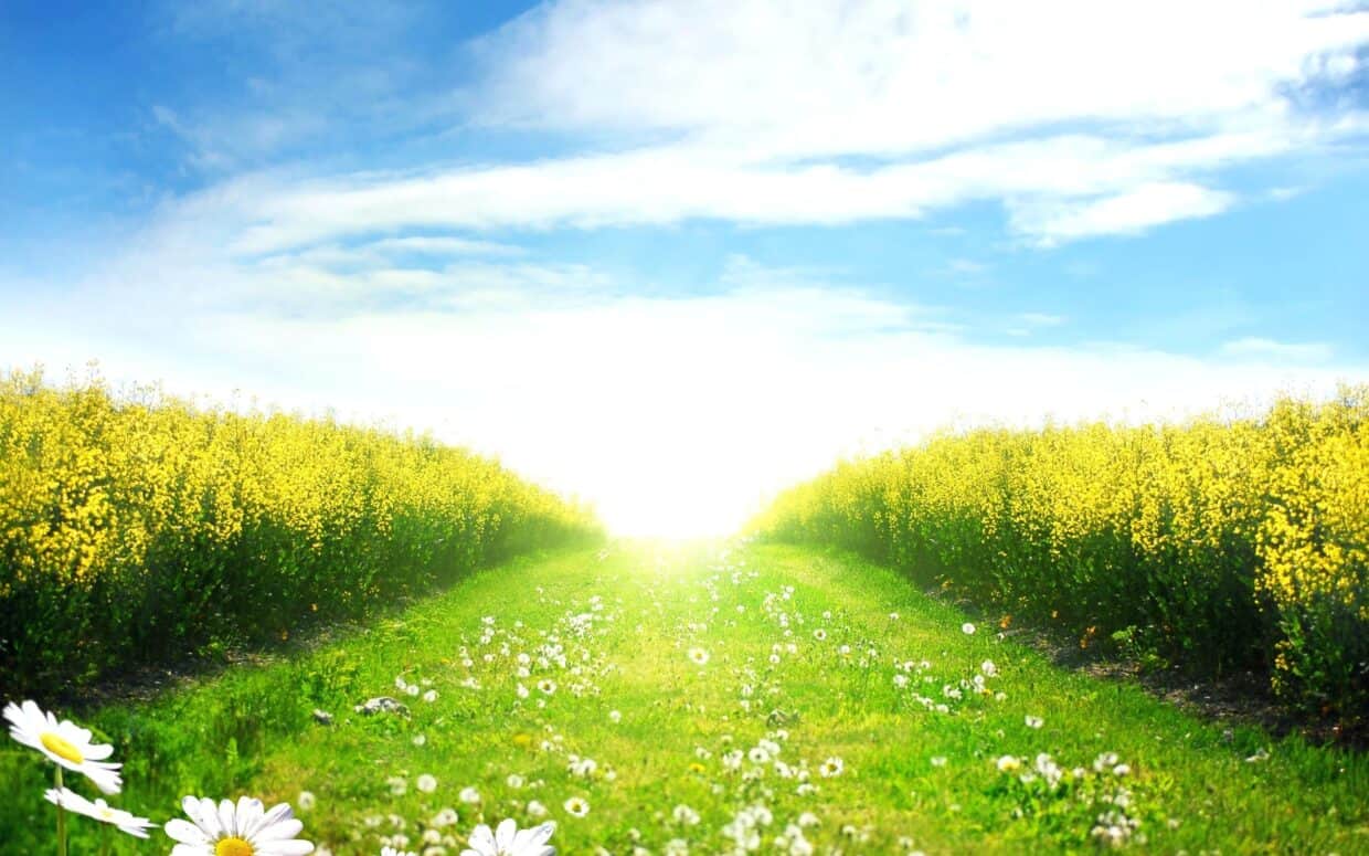 Field Wallpapers HD - PixelsTalk