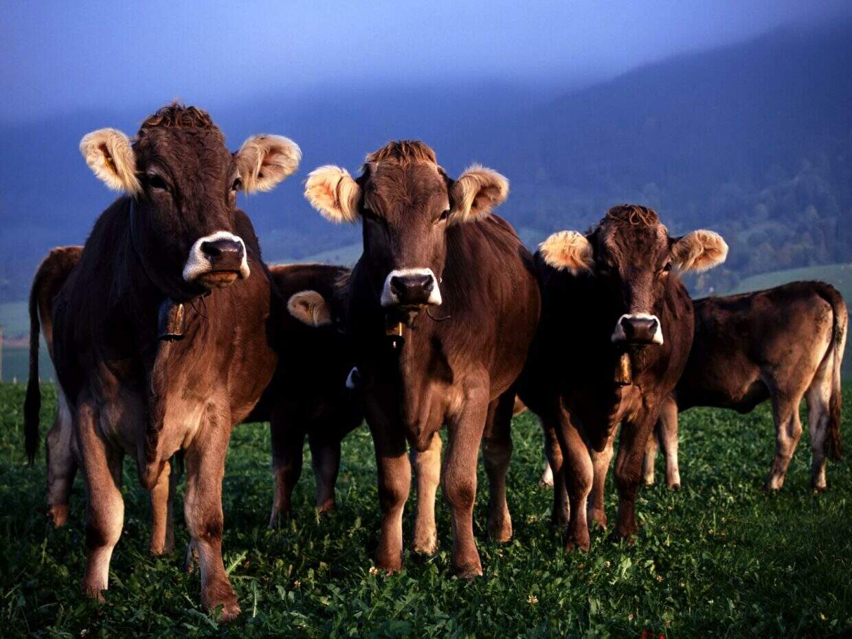 Cow Background - PixelsTalk