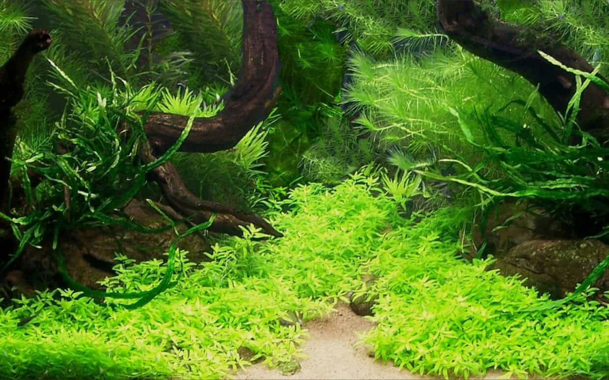 Fish Tank Wallpapers HD - PixelsTalk