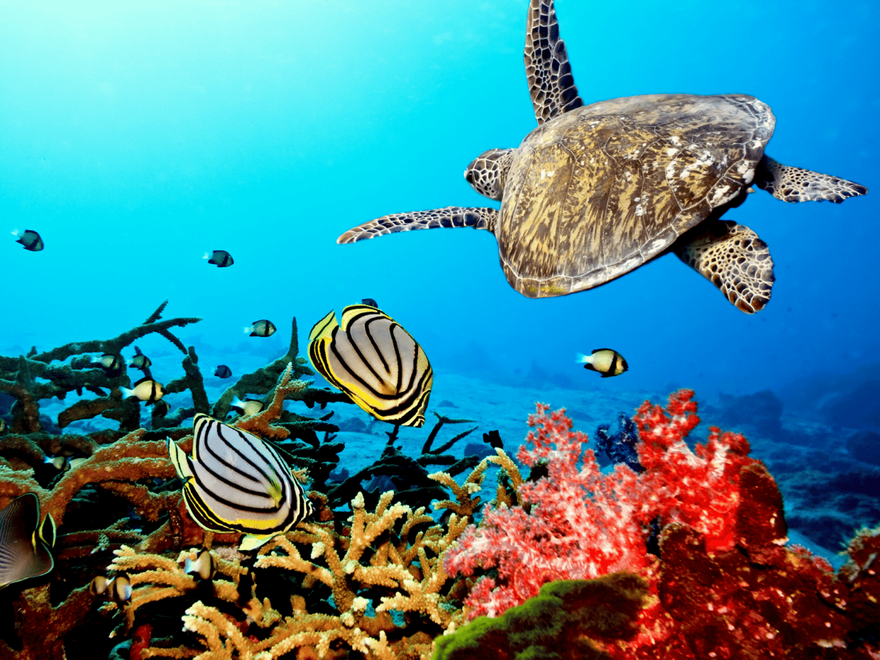 Aquatic Wallpaper - PixelsTalk