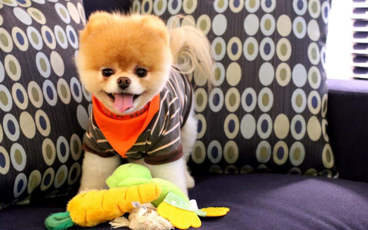 Boo The Dog Wallpaper - PixelsTalk