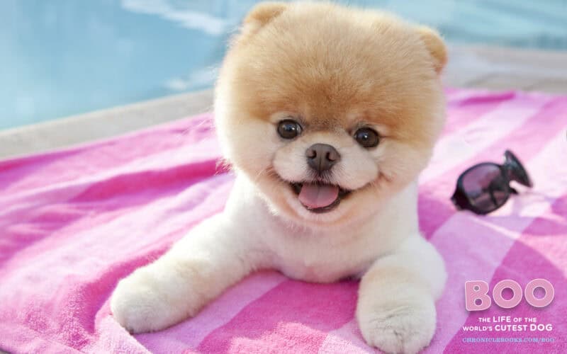Boo The Dog Wallpaper - PixelsTalk