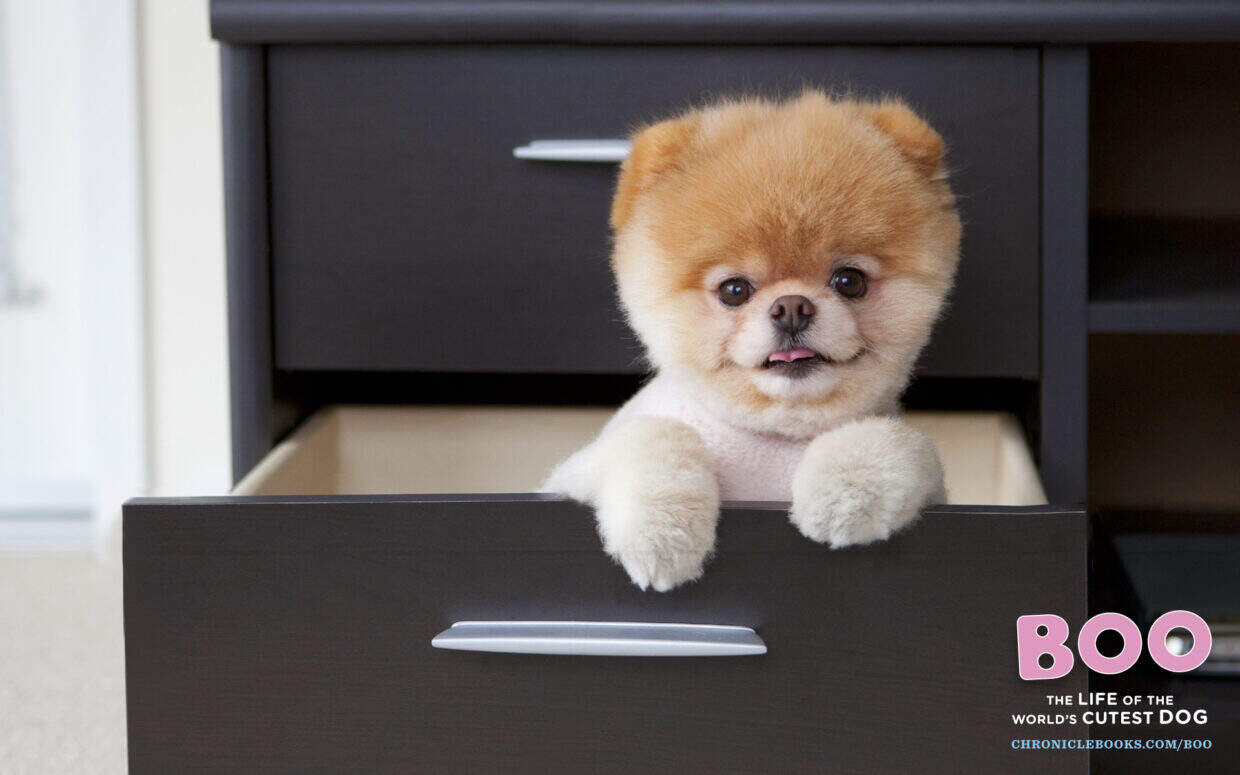 Boo The Dog Wallpaper - PixelsTalk