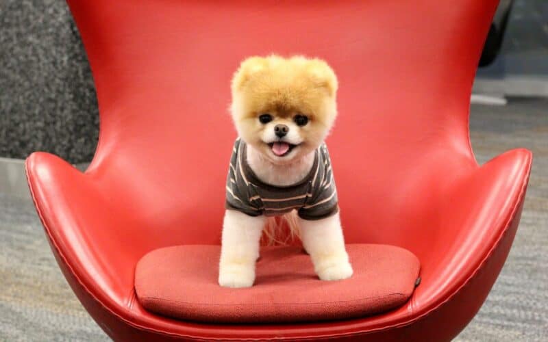 Boo The Dog Wallpaper - PixelsTalk