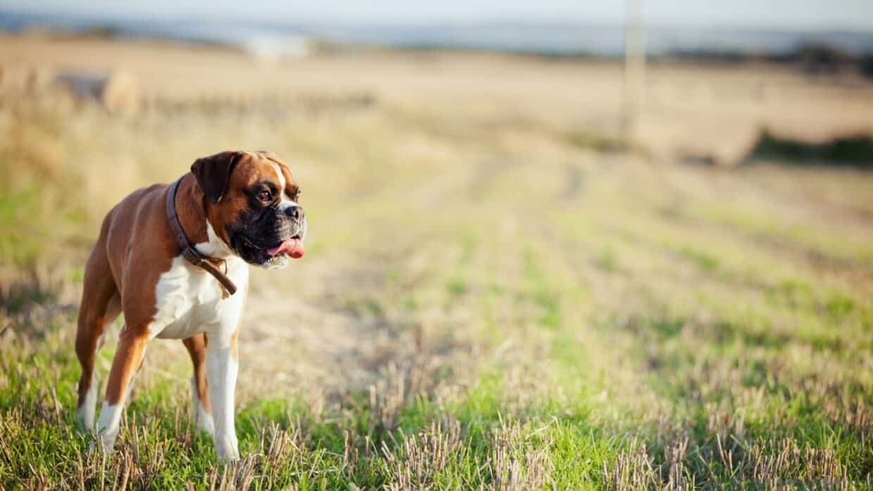 Boxer Dog Wallpaper HD - PixelsTalk