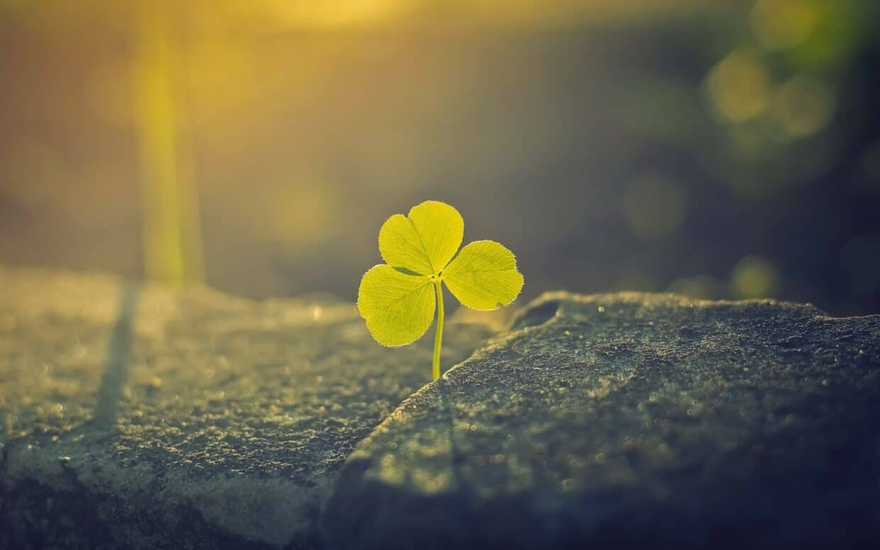 Clover Wallpaper - PixelsTalk