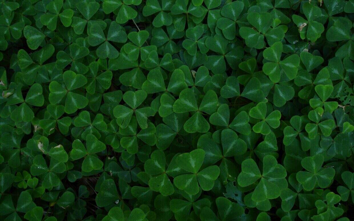 Clover Wallpaper - PixelsTalk
