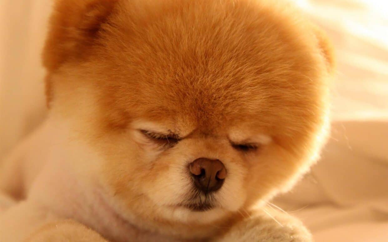 Boo The Dog Wallpaper - PixelsTalk