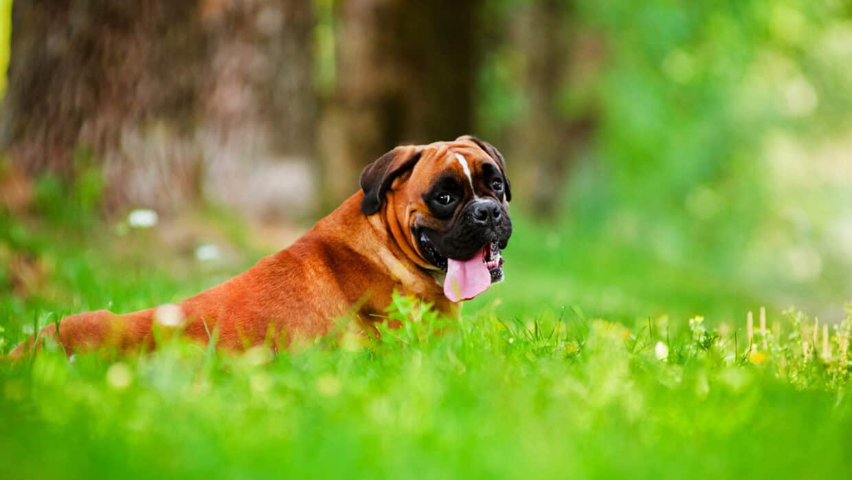 Boxer Dog Wallpaper HD - PixelsTalk