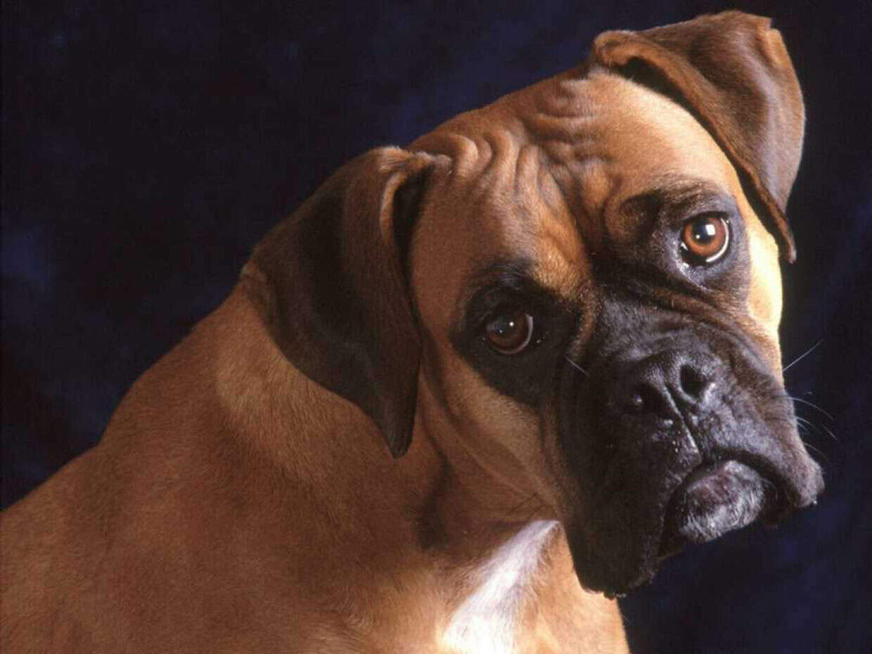 Boxer Dog Wallpaper HD - PixelsTalk