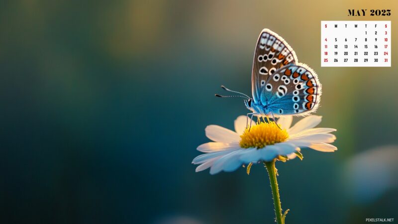 May 2025 Calendar Desktop Wallpapers - PixelsTalk