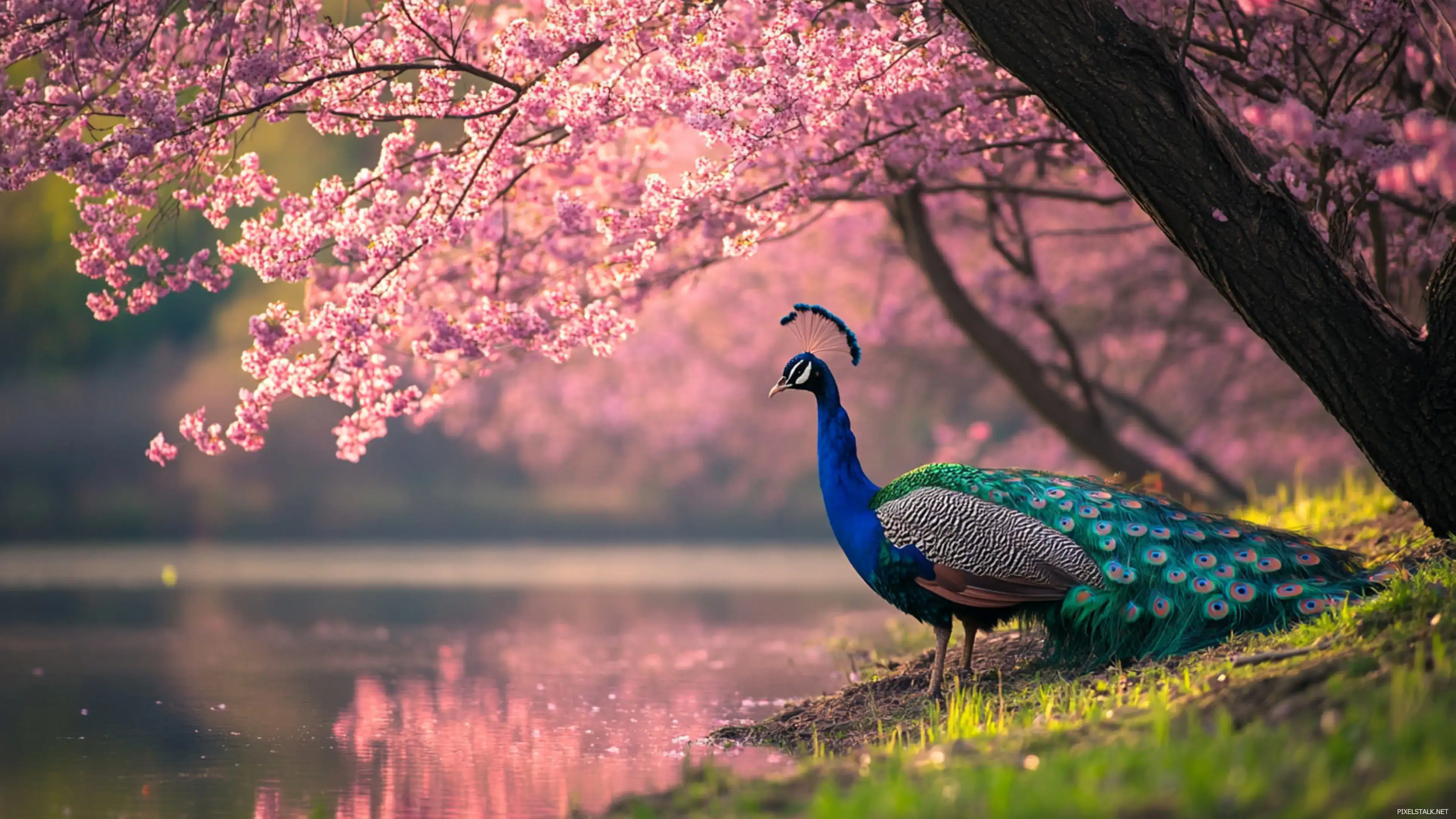 Peacock 4K Wallpaper PixelsTalk