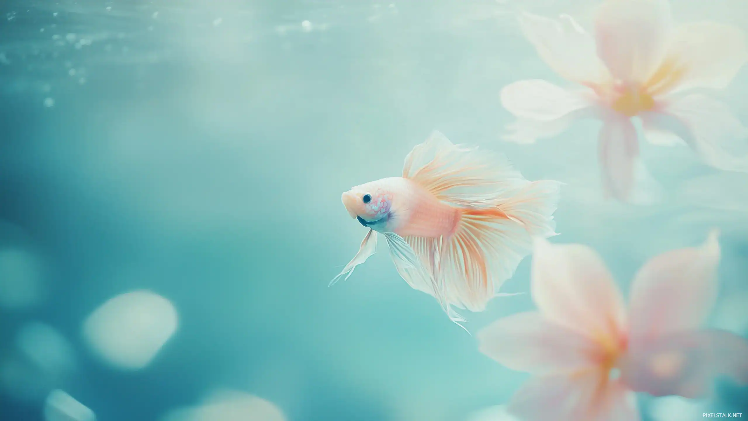 Betta Fish Wallpaper - PixelsTalk
