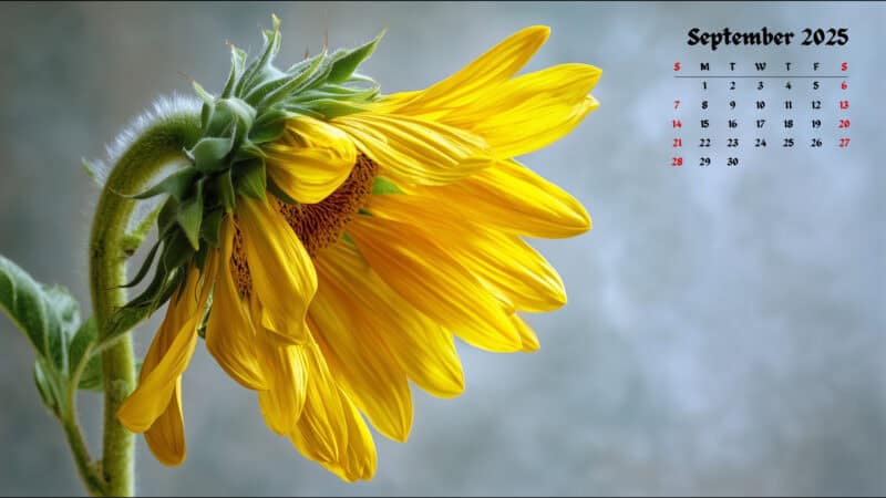 September 2025 Calendar Desktop Backgrounds – Free HD Wallpapers to ...