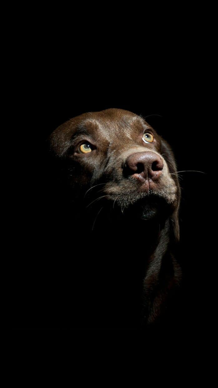 Labrador Wallpapers - PixelsTalk