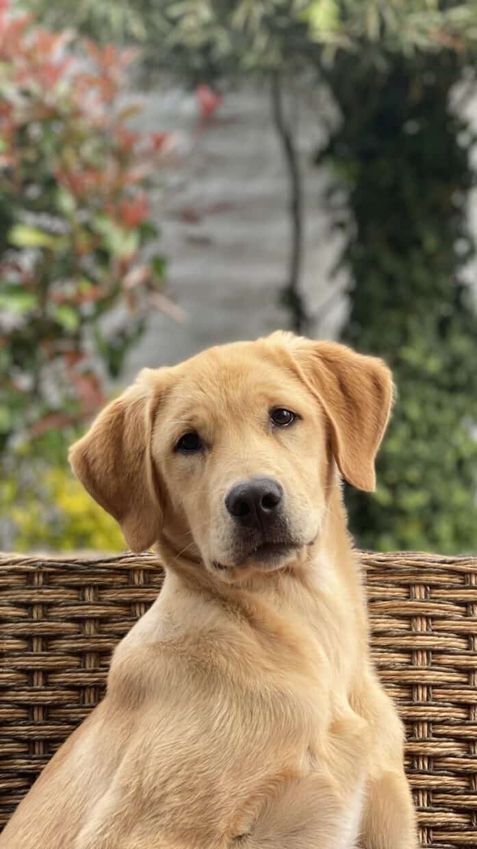 Labrador Wallpapers - PixelsTalk