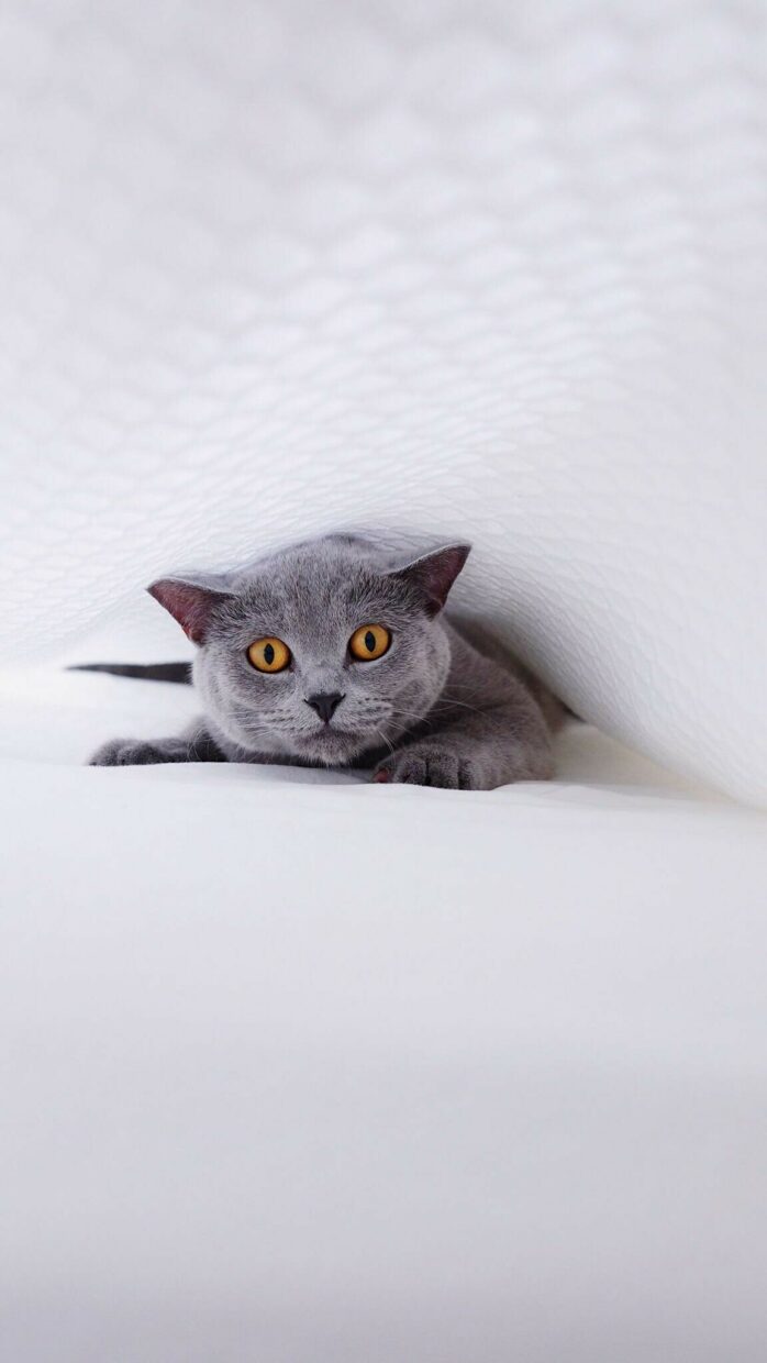 British Cat Wallpapers for Cat Lovers Everywhere - PixelsTalk