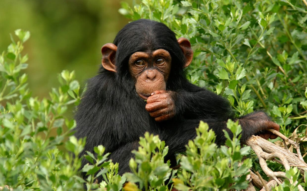 Chimpanzee Wallpapers: High Quality and Free Options - PixelsTalk