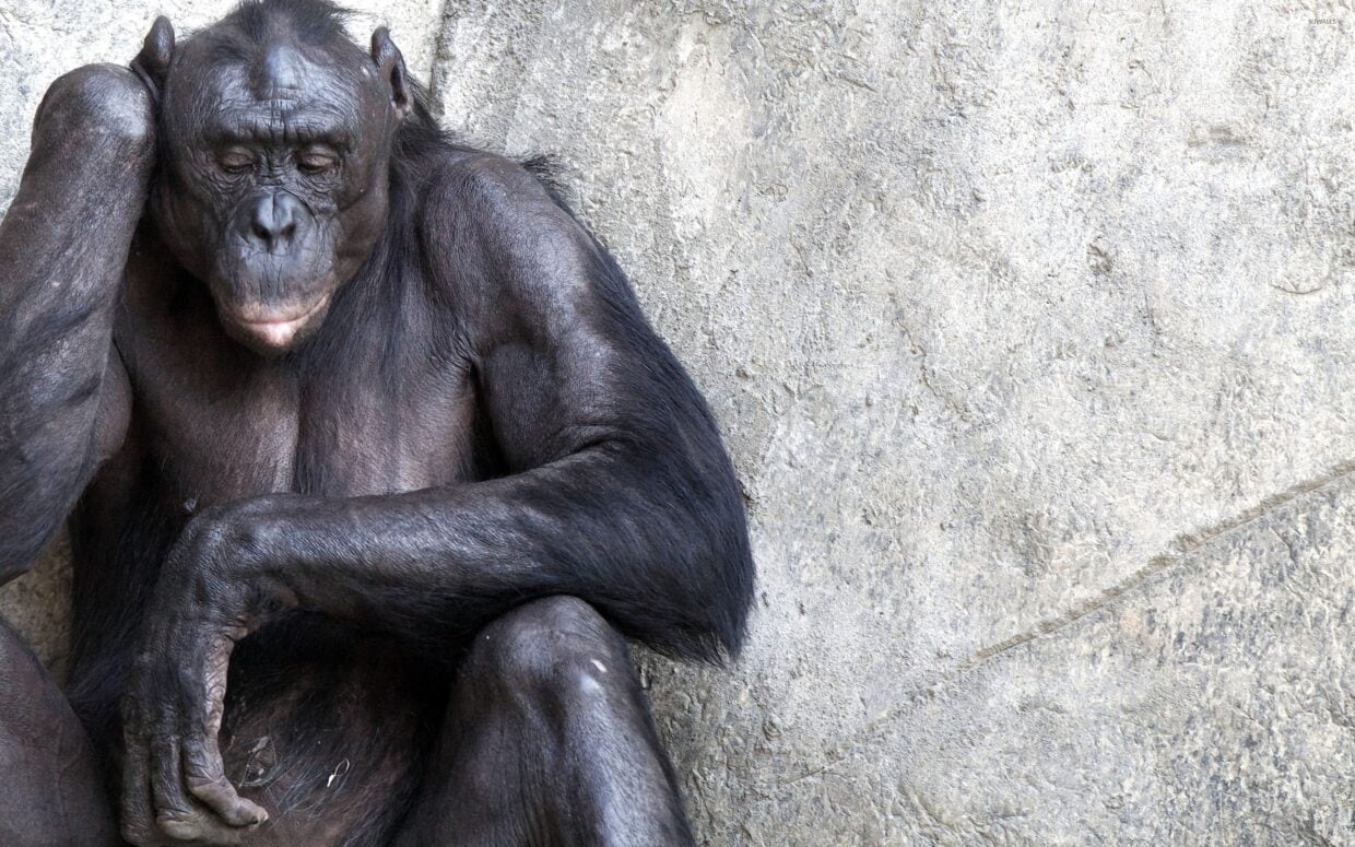 Chimpanzee Wallpapers: High Quality and Free Options - PixelsTalk