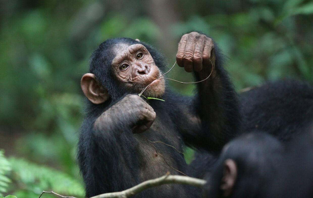 Chimpanzee Wallpapers: High Quality and Free Options - PixelsTalk