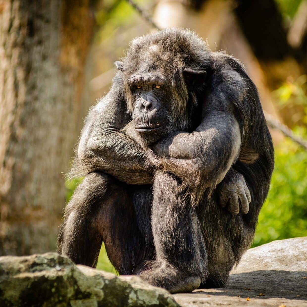 Chimpanzee Wallpapers: High Quality and Free Options - PixelsTalk