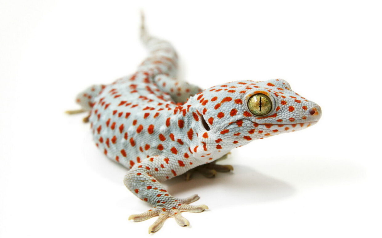 Gecko Wallpapers - PixelsTalk