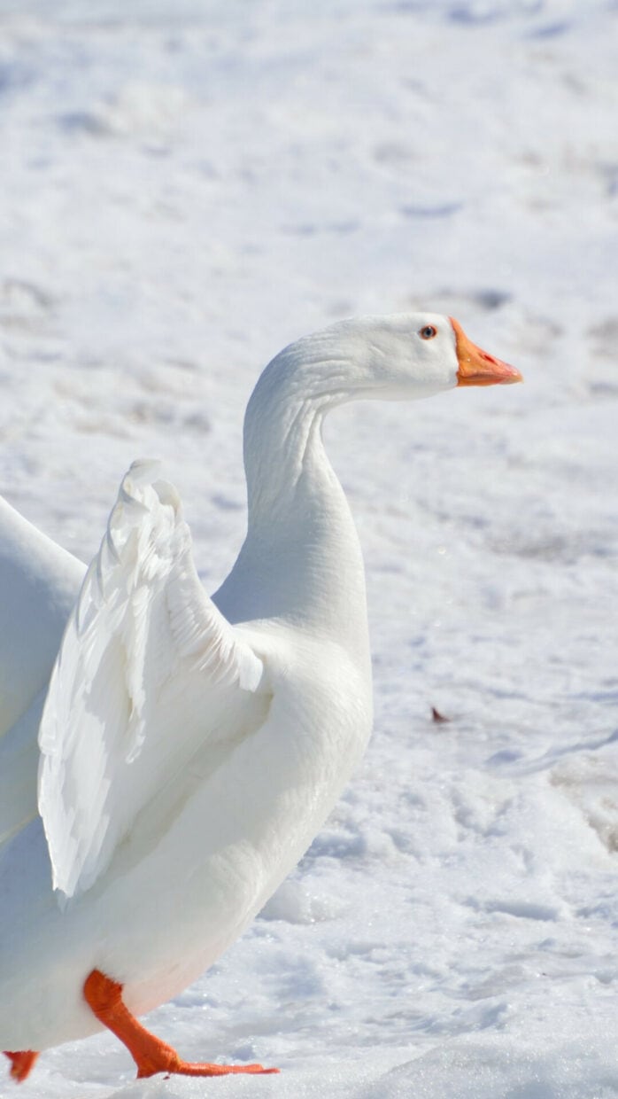 Geese Wallpapers - PixelsTalk