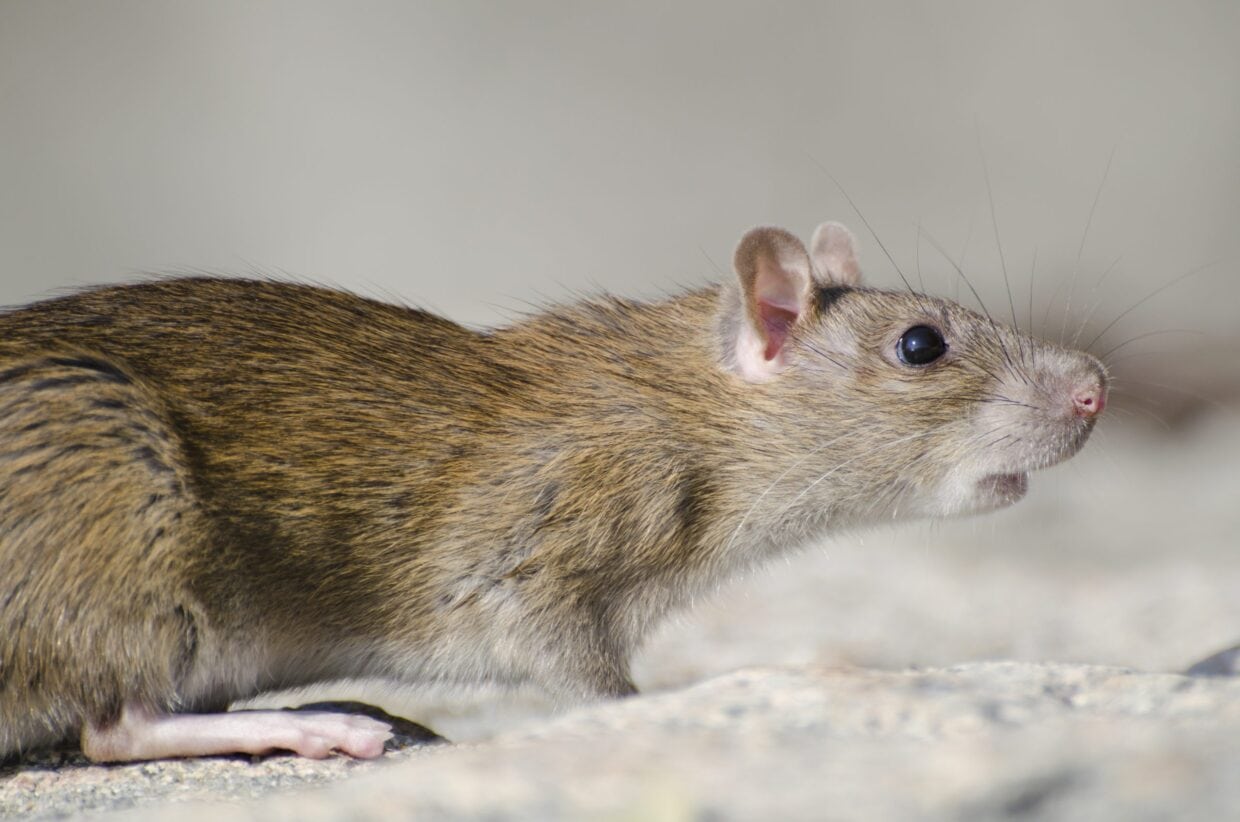 Rat Wallpapers - PixelsTalk
