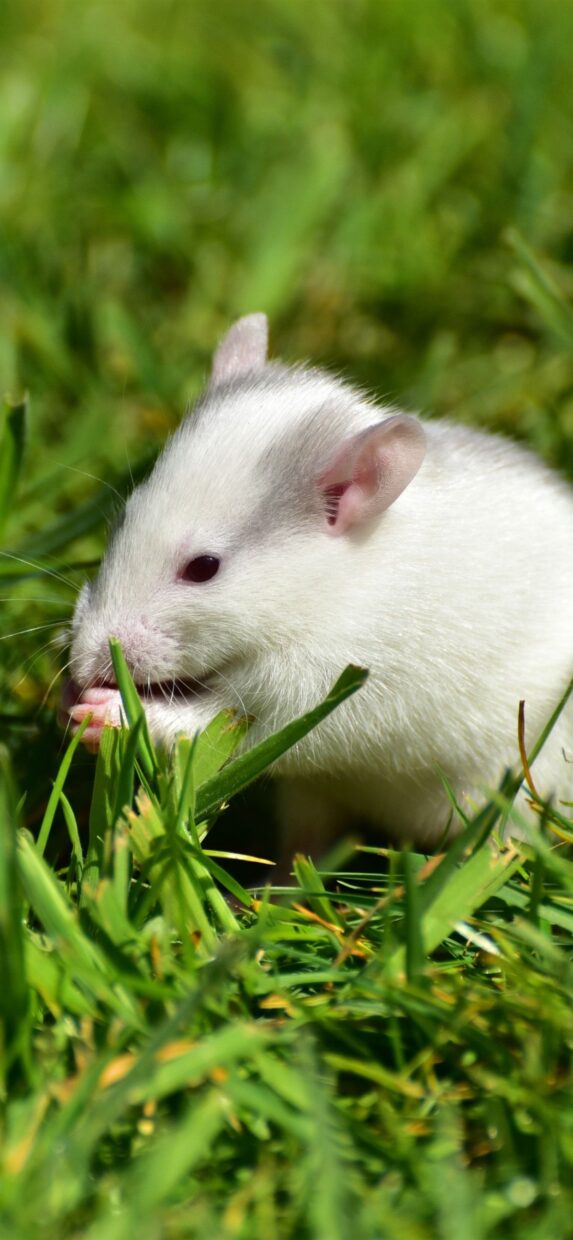 Rat Wallpapers - PixelsTalk