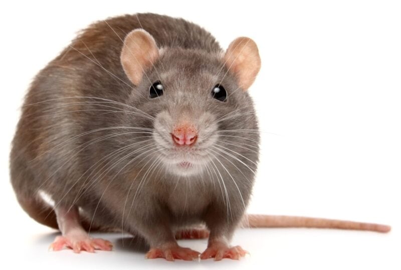 Rat Wallpapers - PixelsTalk