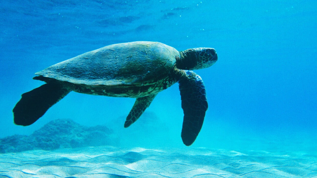 Sea Animals Wallpaper Featuring Stunning Creatures - PixelsTalk